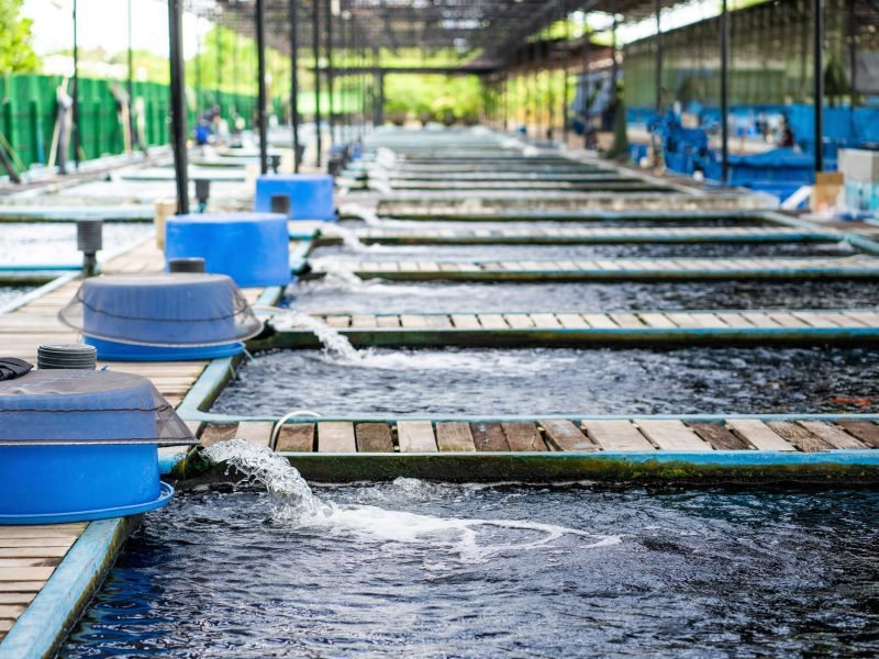 Automatisasi Pakan Ikan: Meningkatkan Efisiensi dan Produktivitas di ...